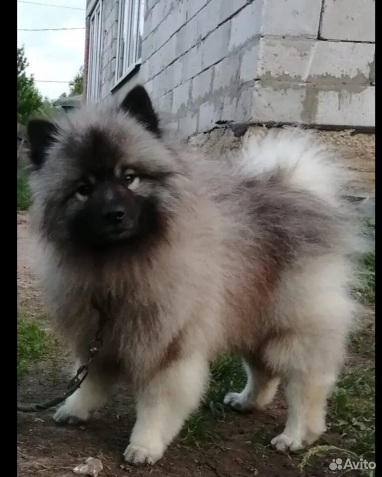 Кеесхонд-вольфшпиц