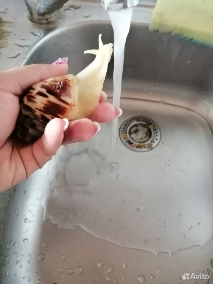 Ахатинки ратикулята