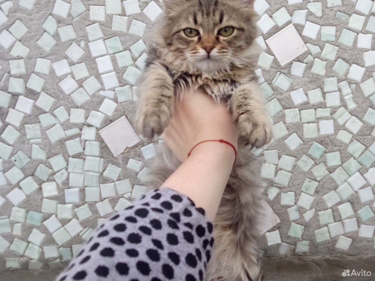 Метиска Сибирской кошки