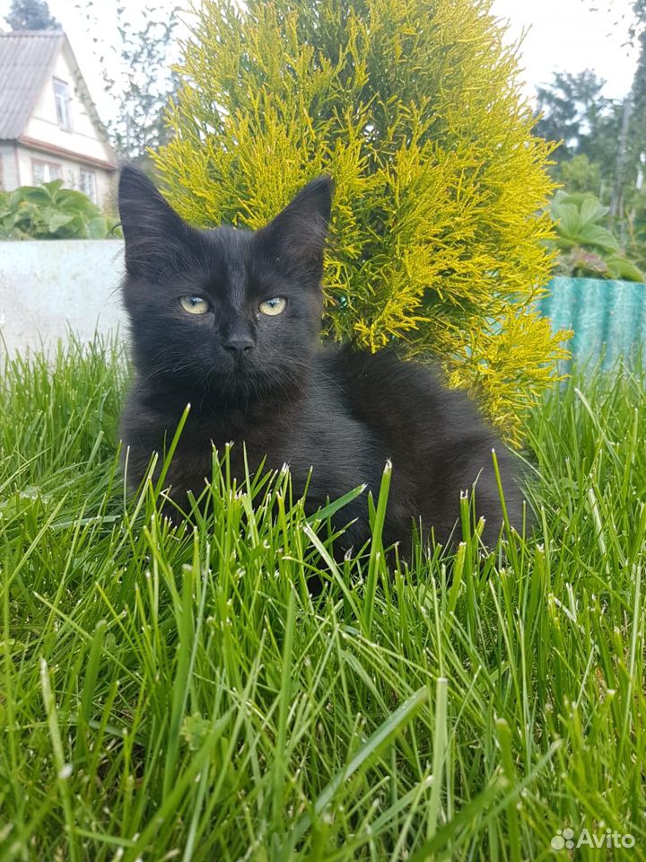 Котята ручные ласковые