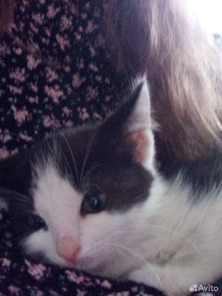 Котята малыши 1 месяц