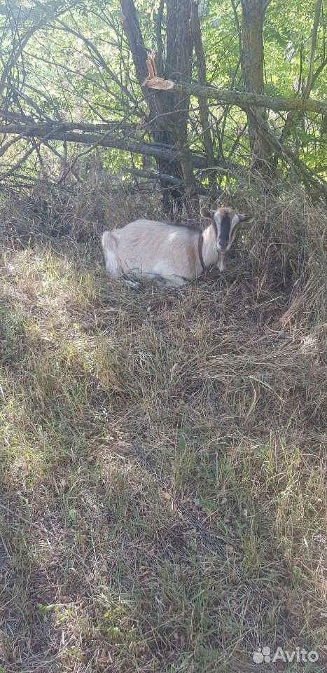 Продаю казу дойную