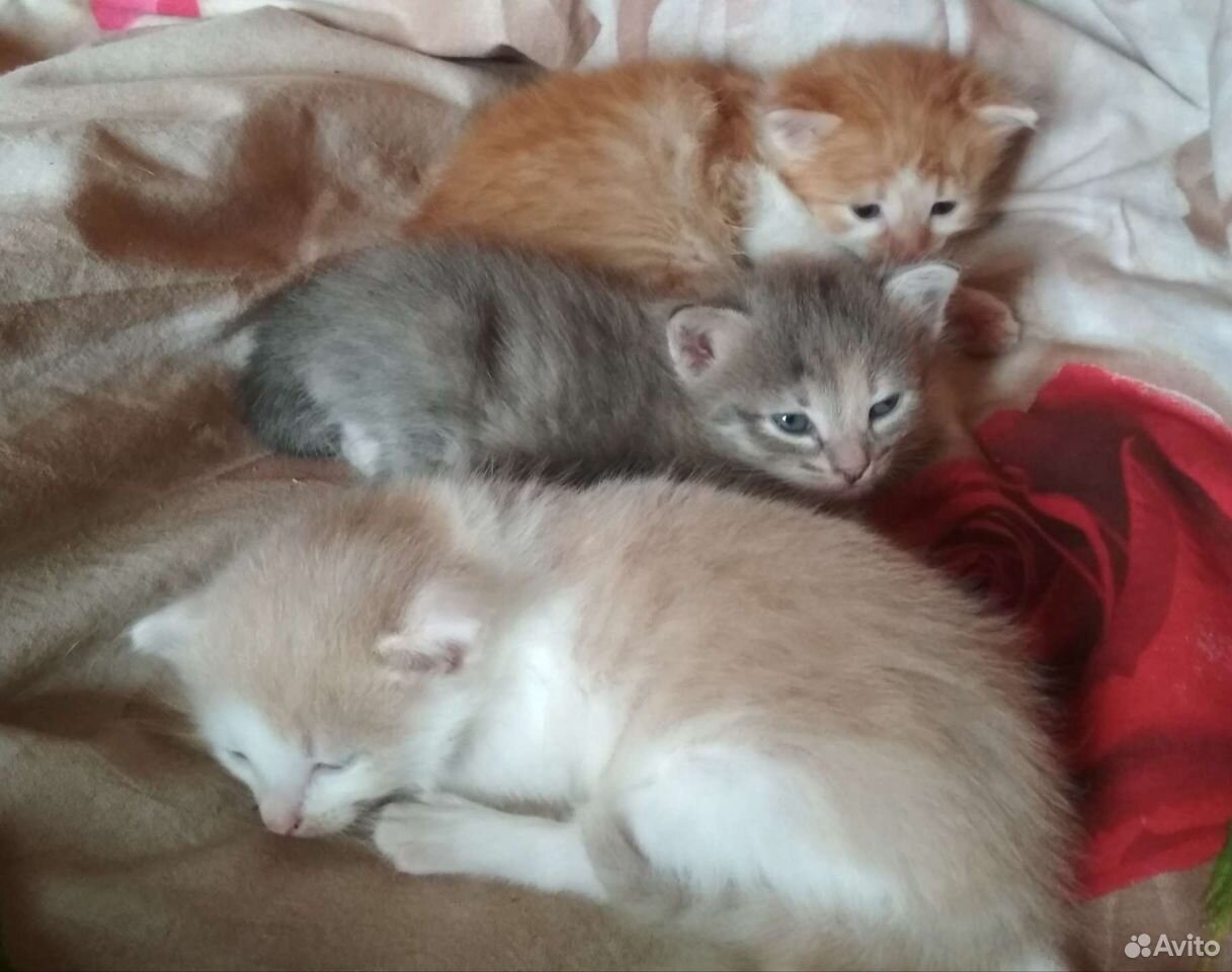 Котята от мышеловки