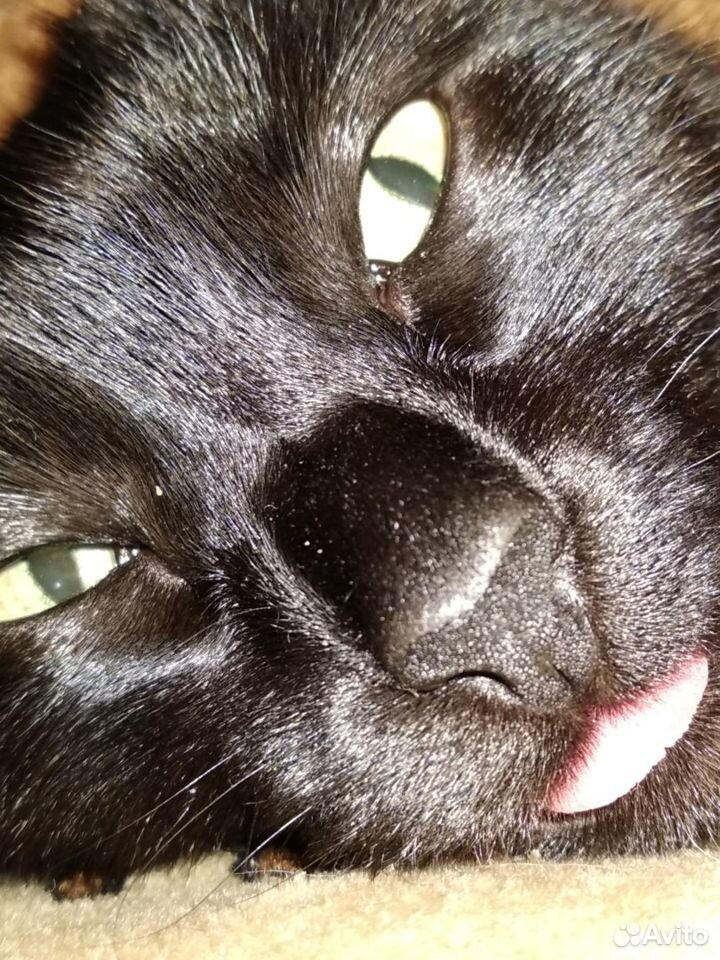 Отдам кошку или двух кошек и доплачу