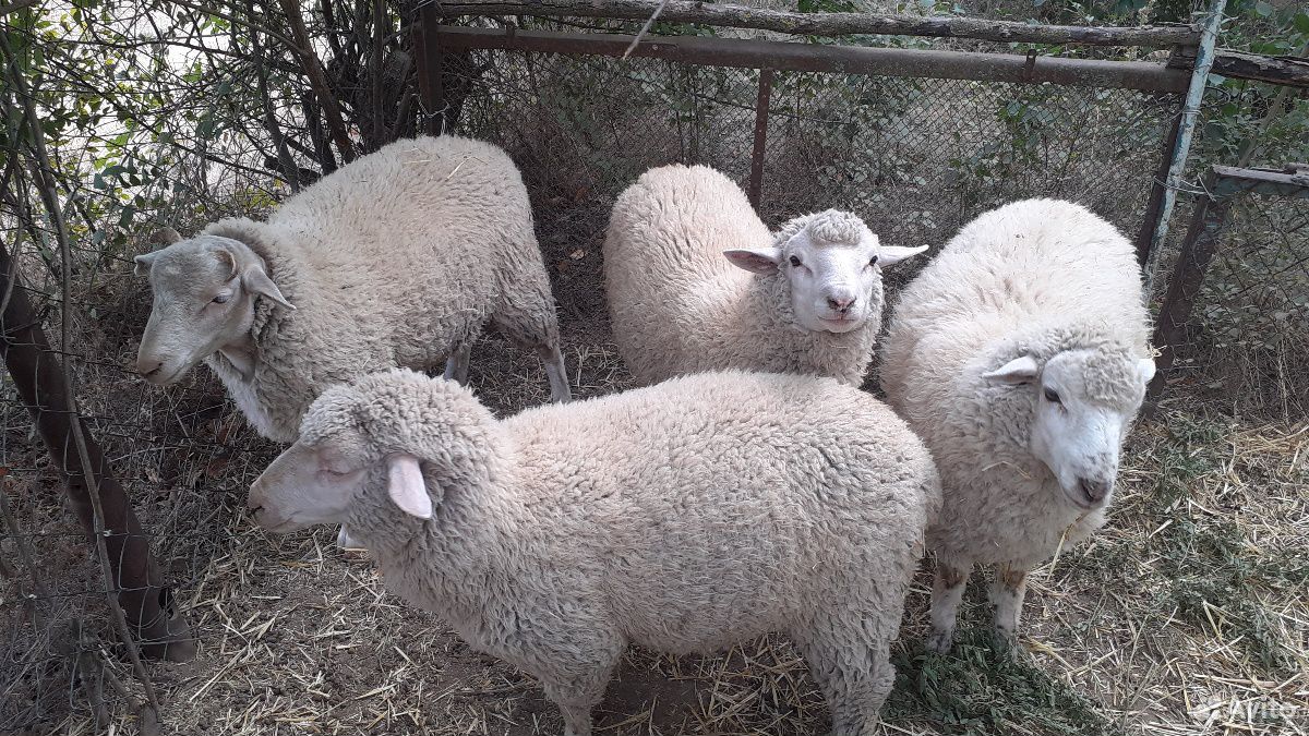 Тексель 50, баранчики 2020, 4 шт