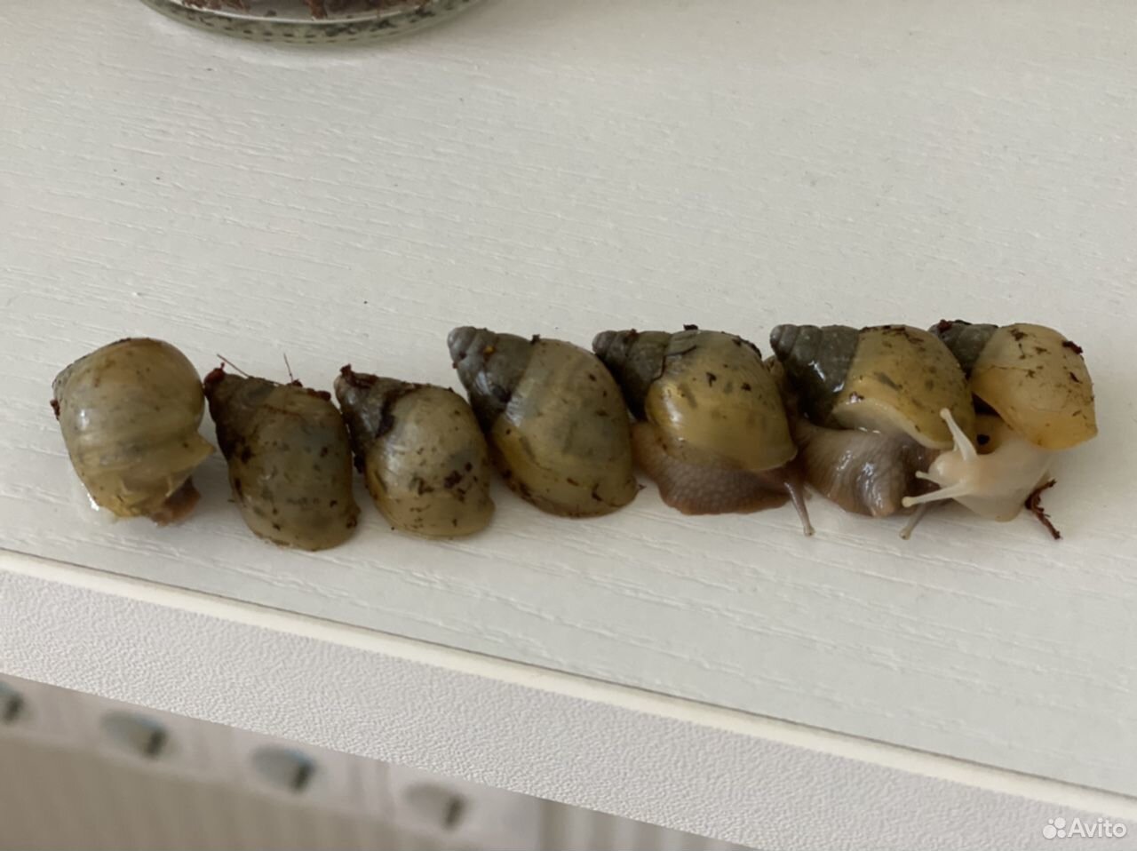 Улитки Ахатины