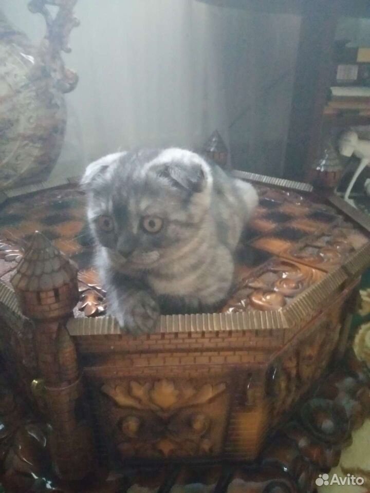 Потерялся котик. Помогите найти пожалуйста