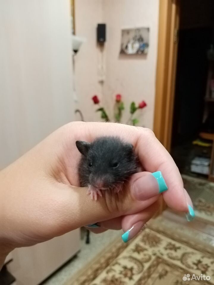 Сирийский хомяк продажа