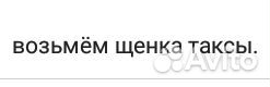 Возьмём щенка таксы