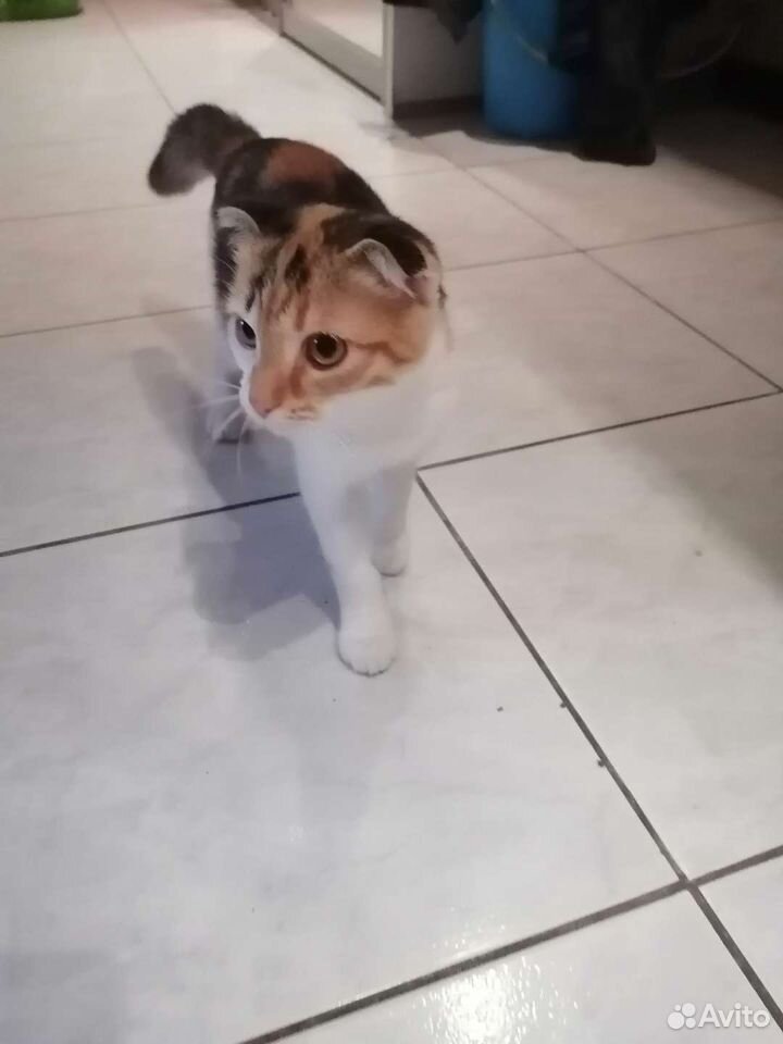 Котенок 3х цветный