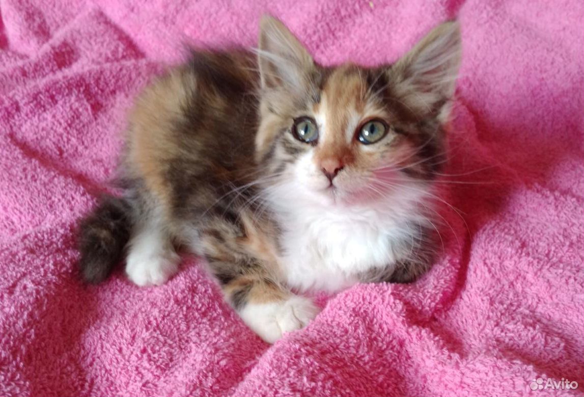 Пушистая красота