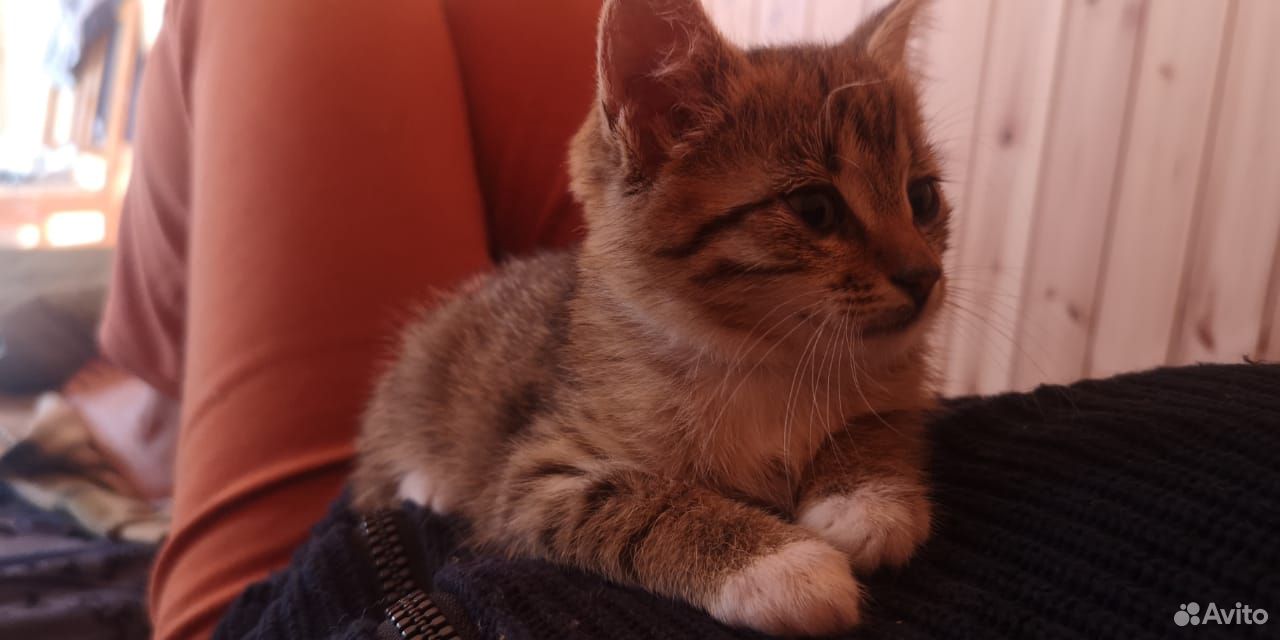 Котенок мальчик папа британец