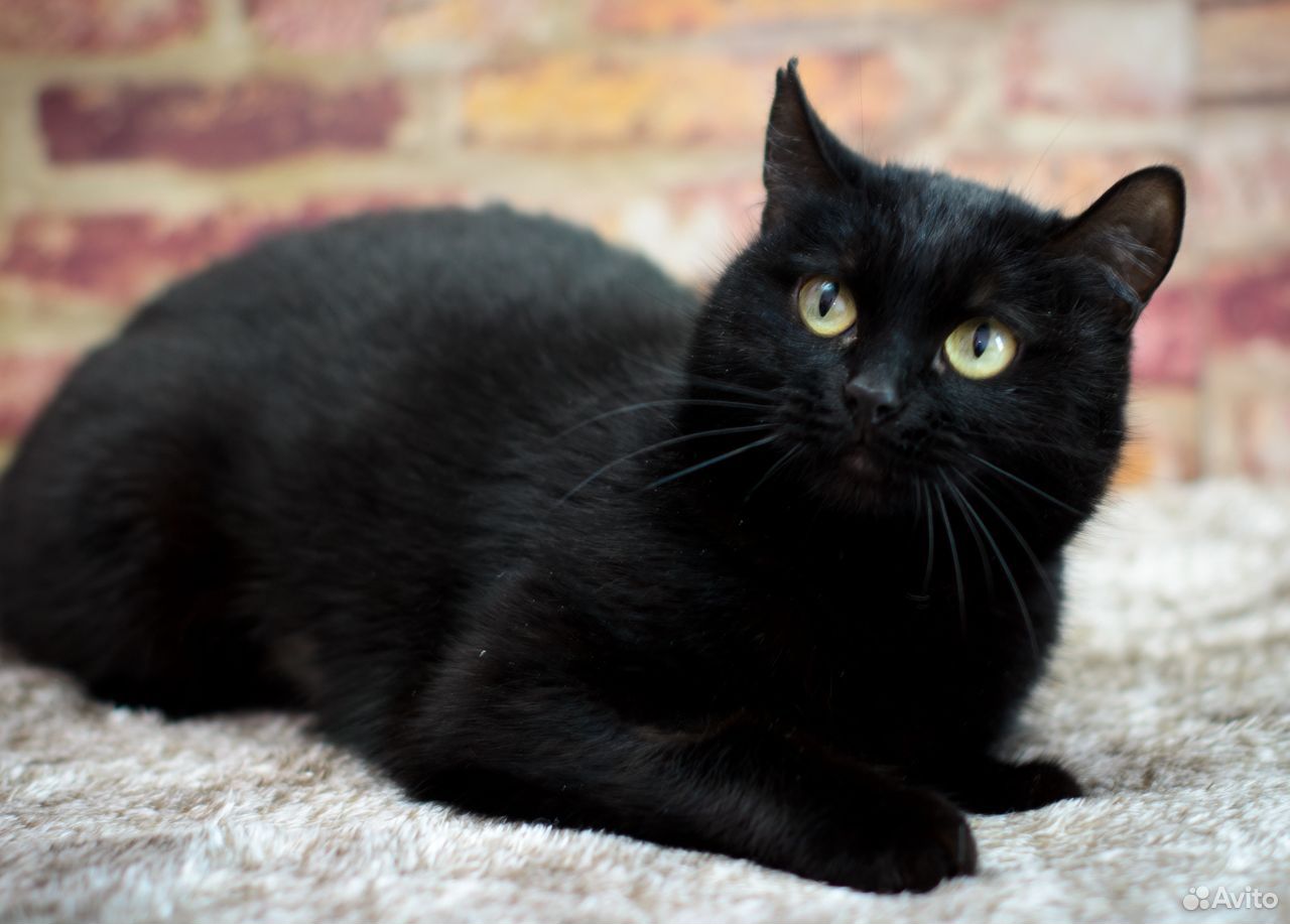 Дом кошечке