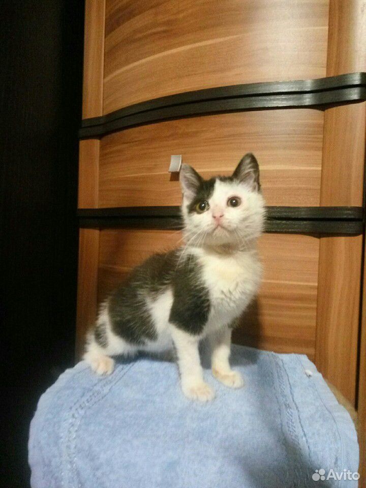Котенок ищет дом