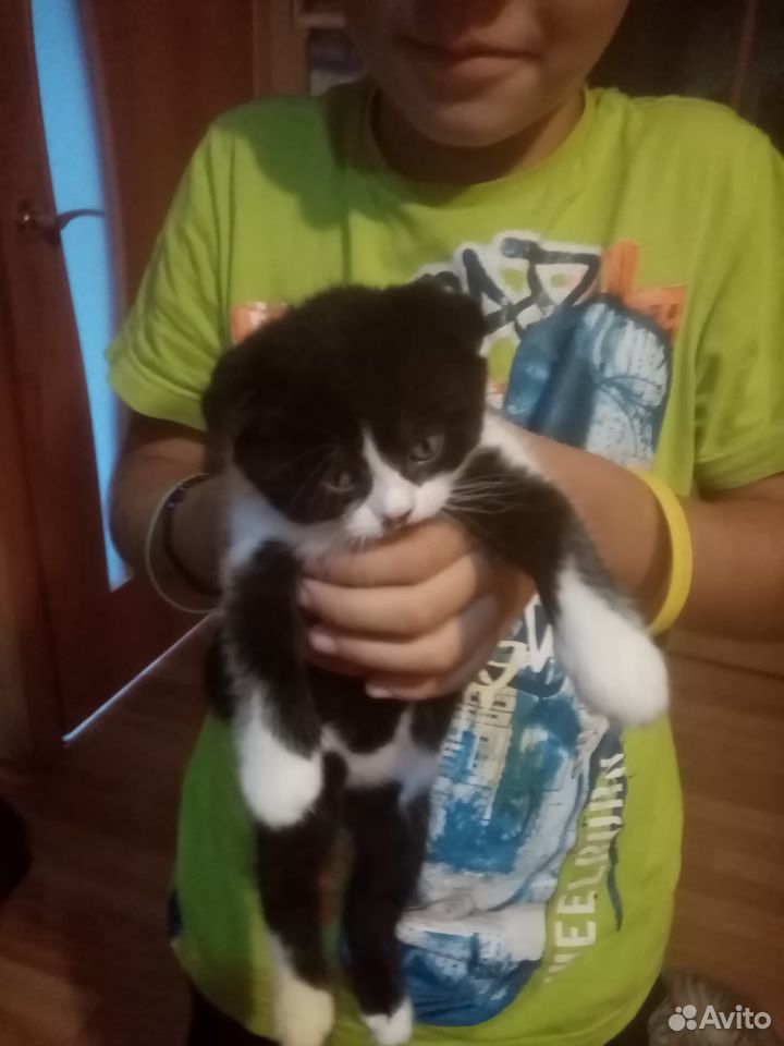 Котенок необычной окраски (пандочка)