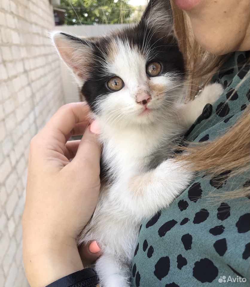 Кошечка 2,5 мес