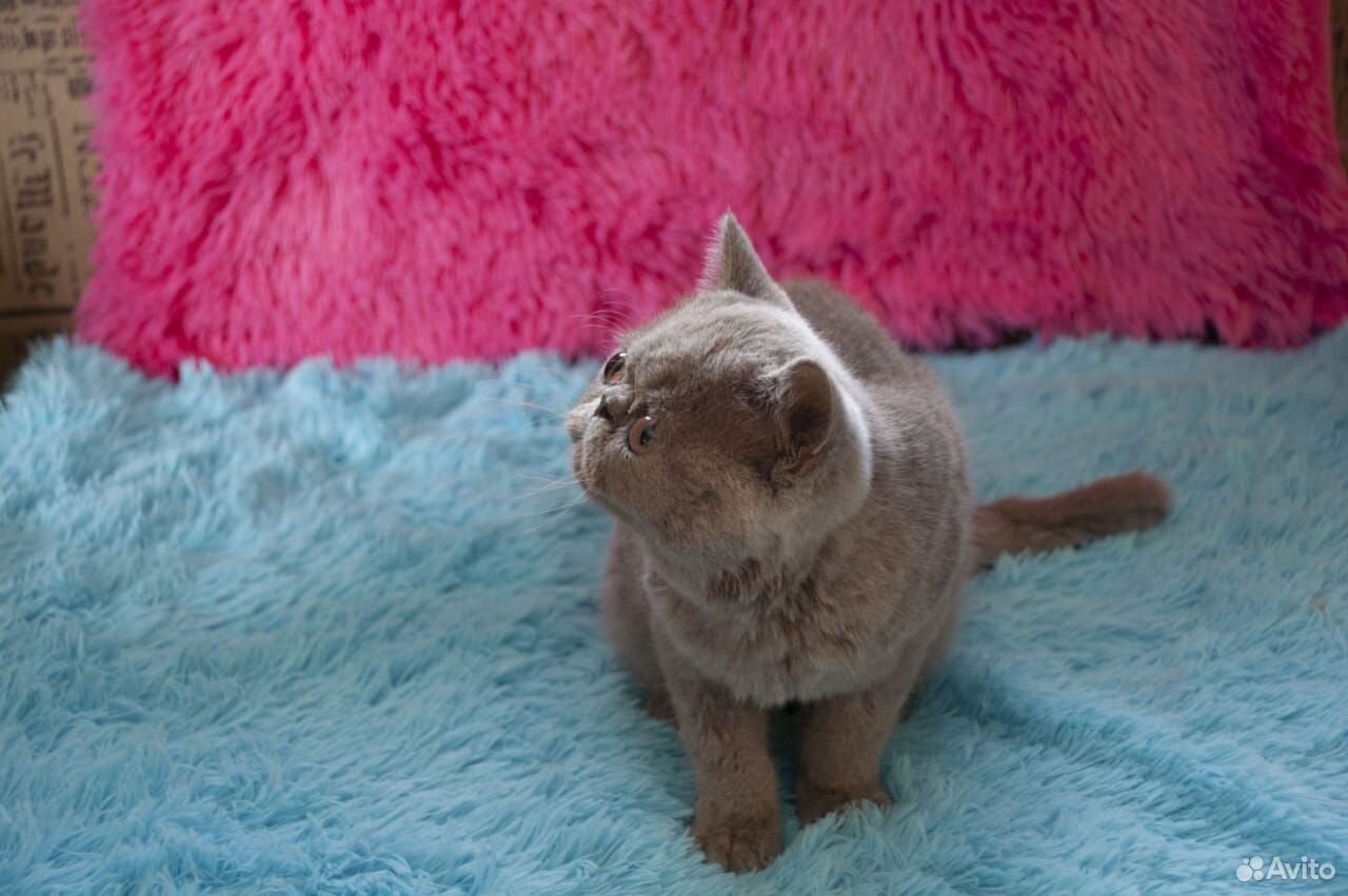 Экзотическая короткошерстная