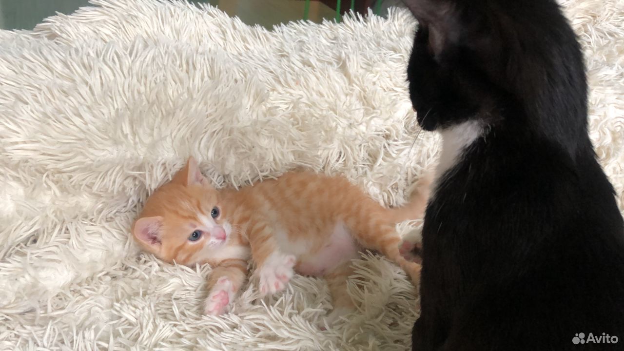 Рыжий котёнок - 1 месяц