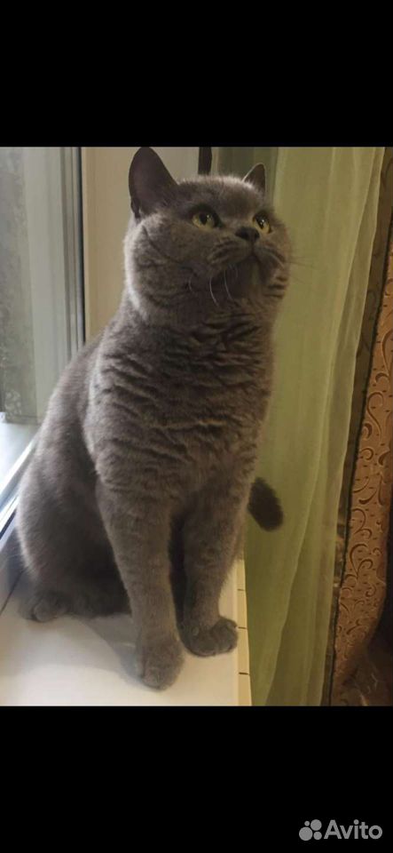 Британский кот в добрые руки