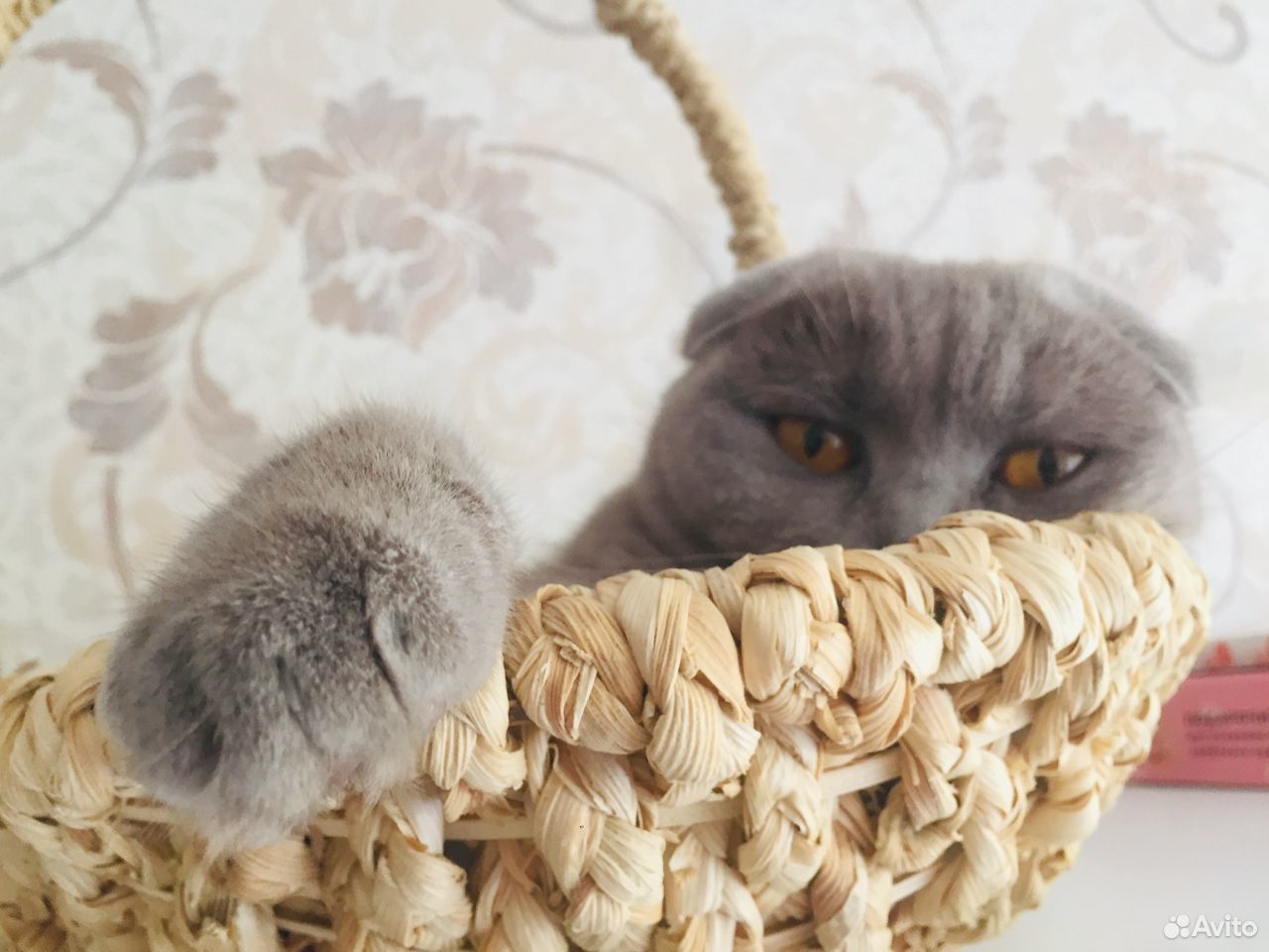 Шотландская скоттиш фолд вислоухая