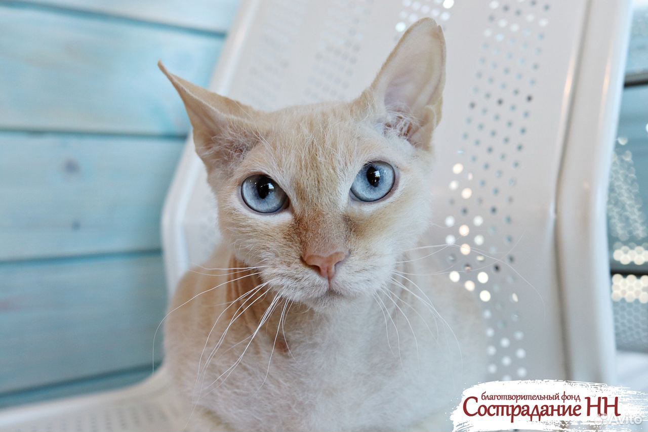 Котик в добрые руки