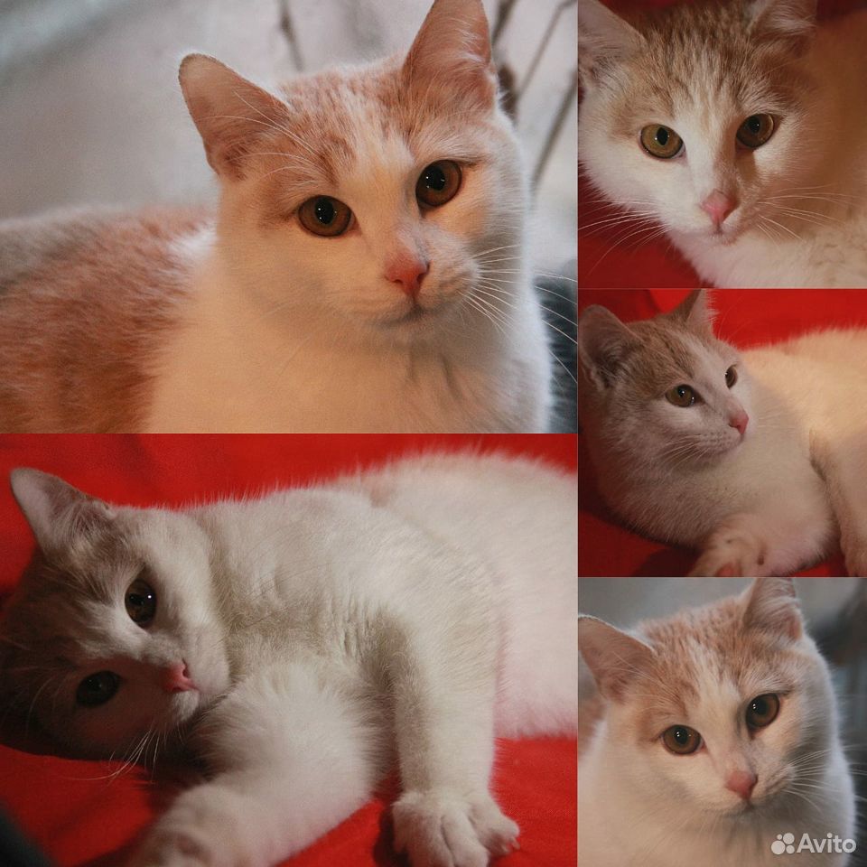 Кот Алекс, ласковый
