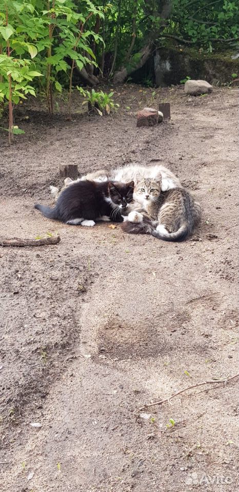 Котята замечательные