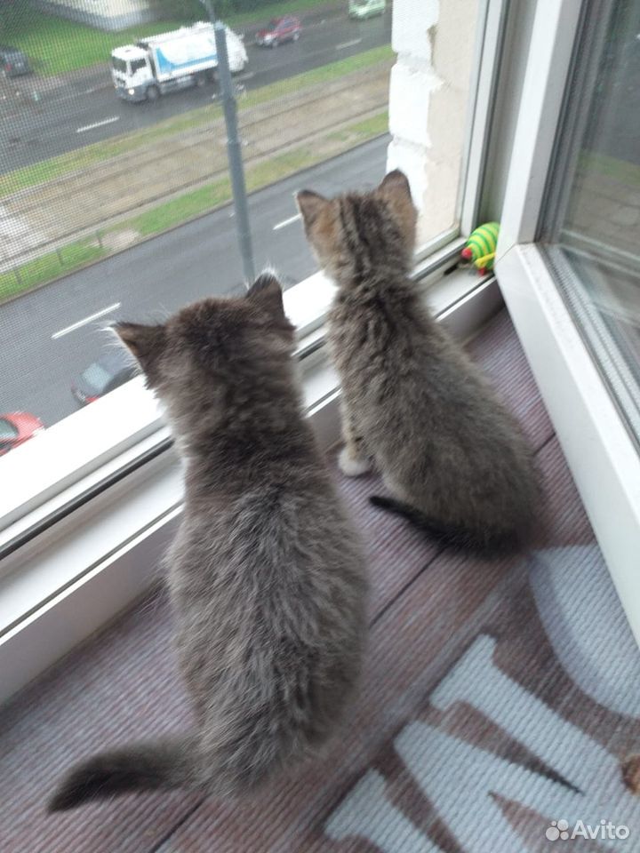 Два котенка