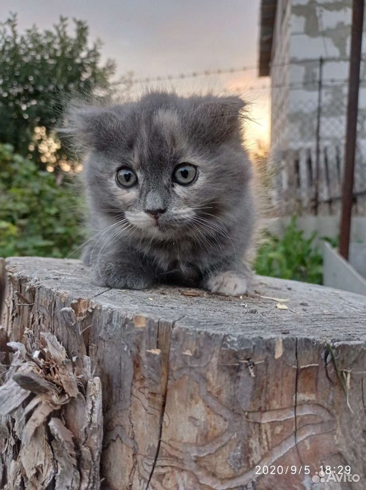 Котенок шатладский