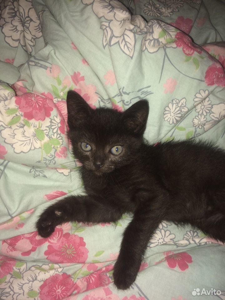 Кот