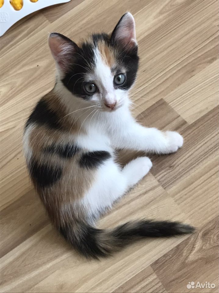 Кошка