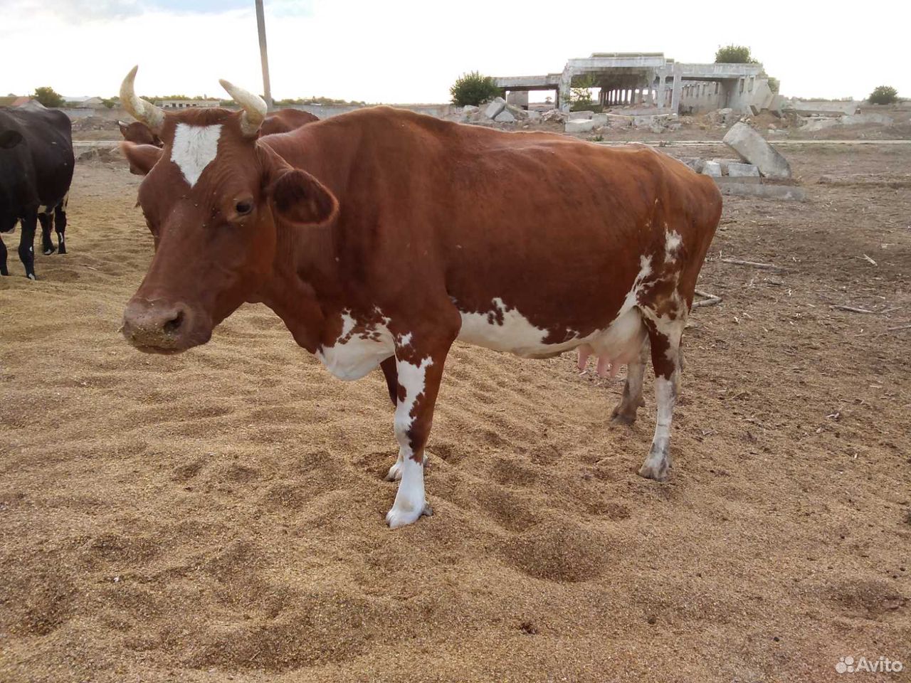 Продаёться корова