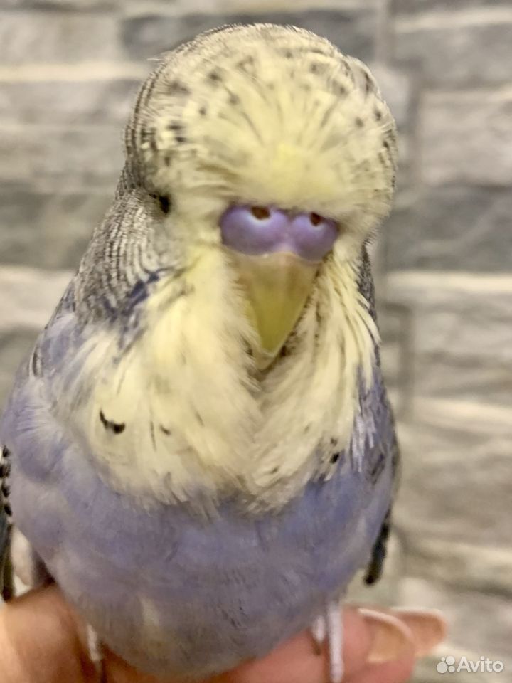 Попугай Выставочный волнистый Чех самец