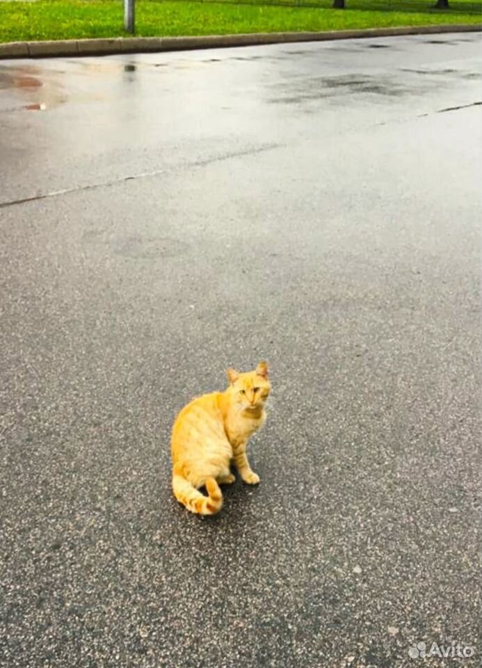 Нежный Рыжик на улице