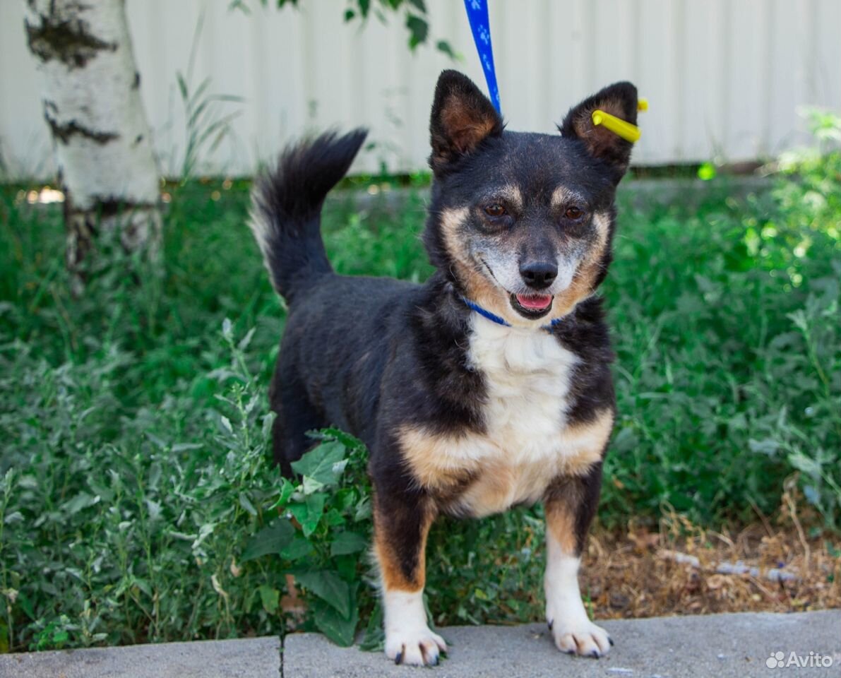 Очаровательная собачка Лиля ищет дом