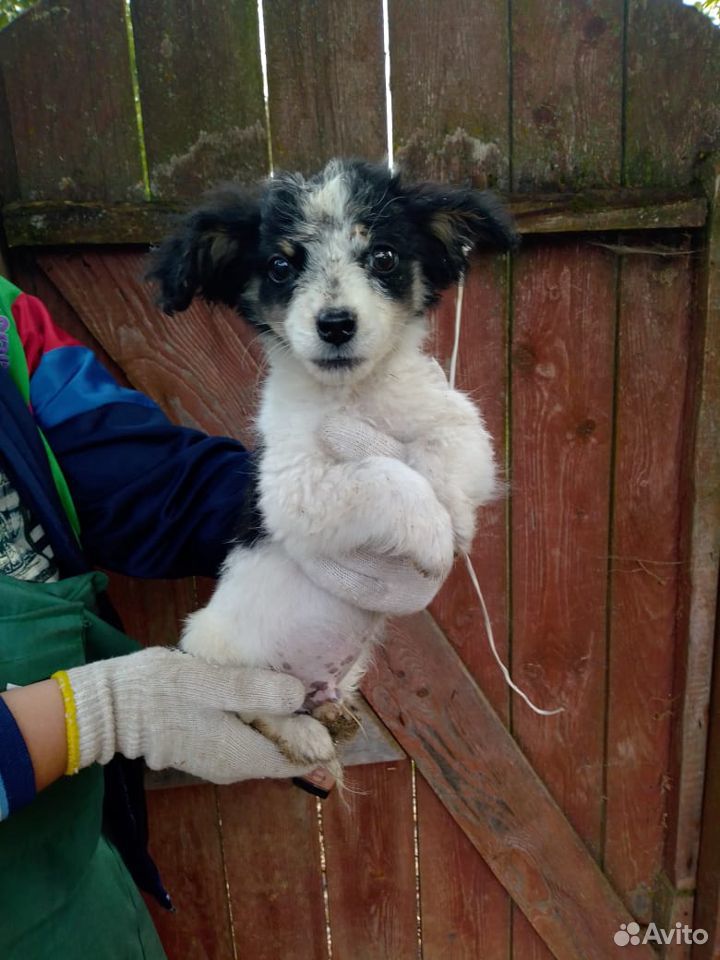 Щенок от собаки мелкой породы