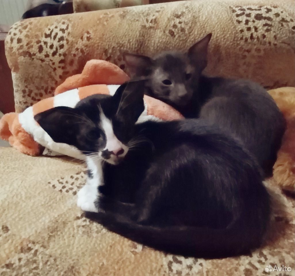 Ориентальные котята