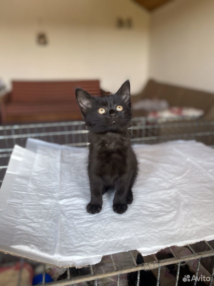 Котёнок Бэтмен ищет дом