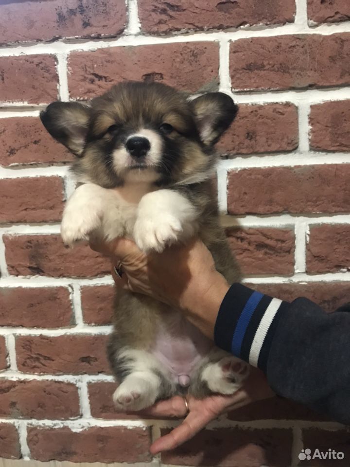 Щенок вельш корги пемброк, девочка - флаффи