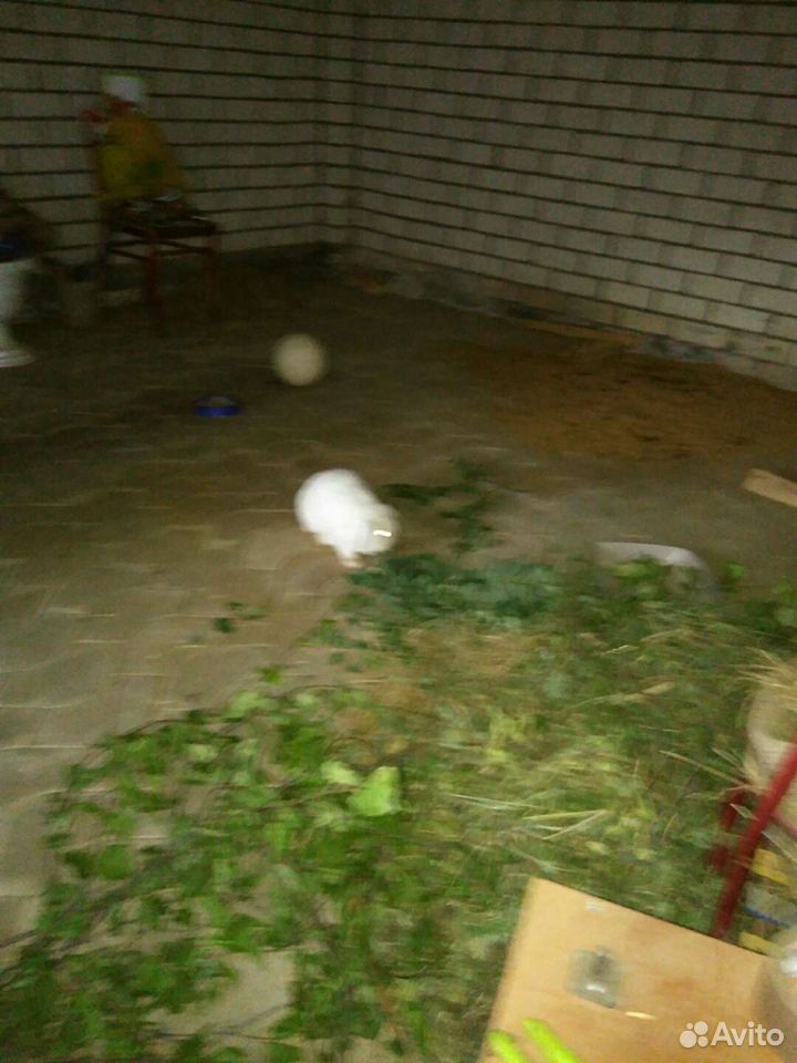 Кролик декаративный