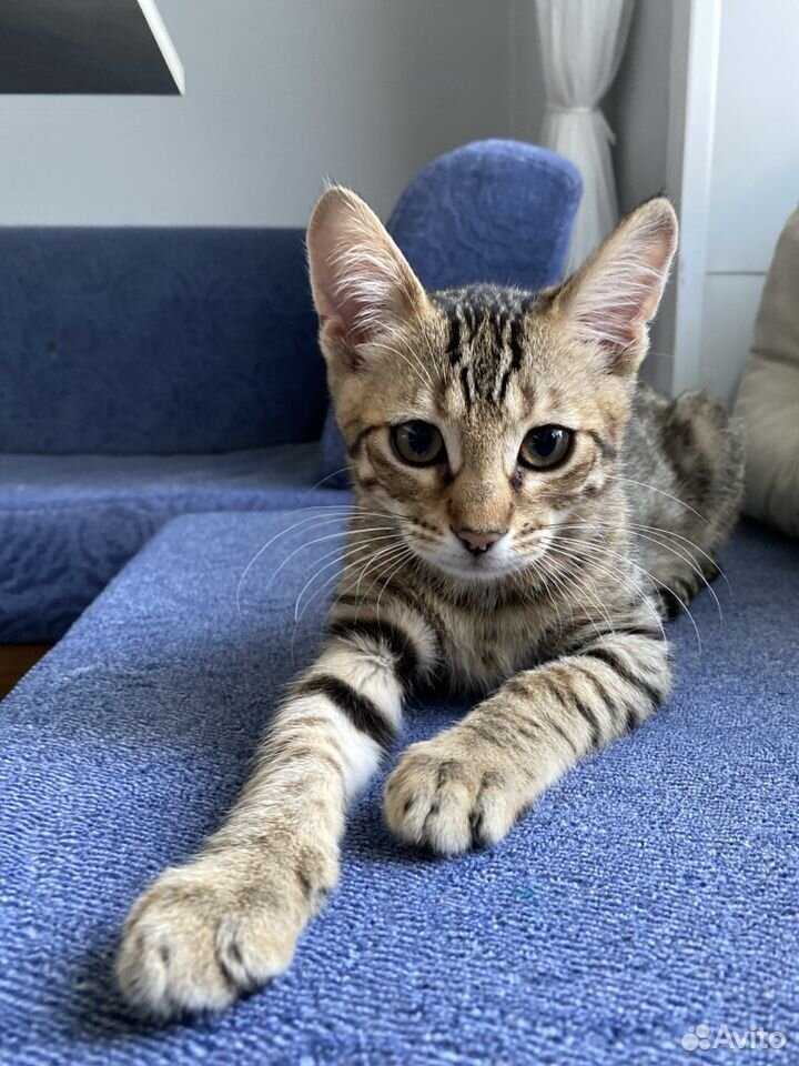 Кот полукровка бенгал