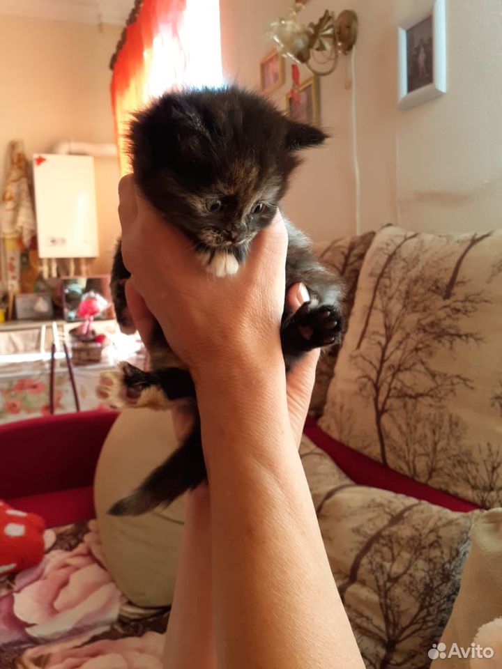 Кошка