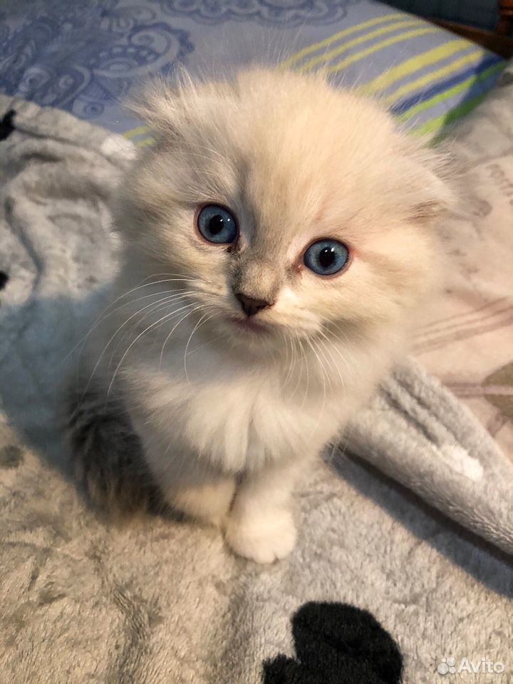 Шотландский вислоухий котёнок, плюшевая