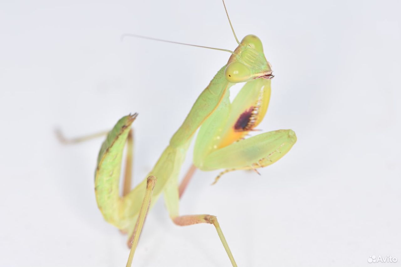 Древесный богомол "Blue Flash"