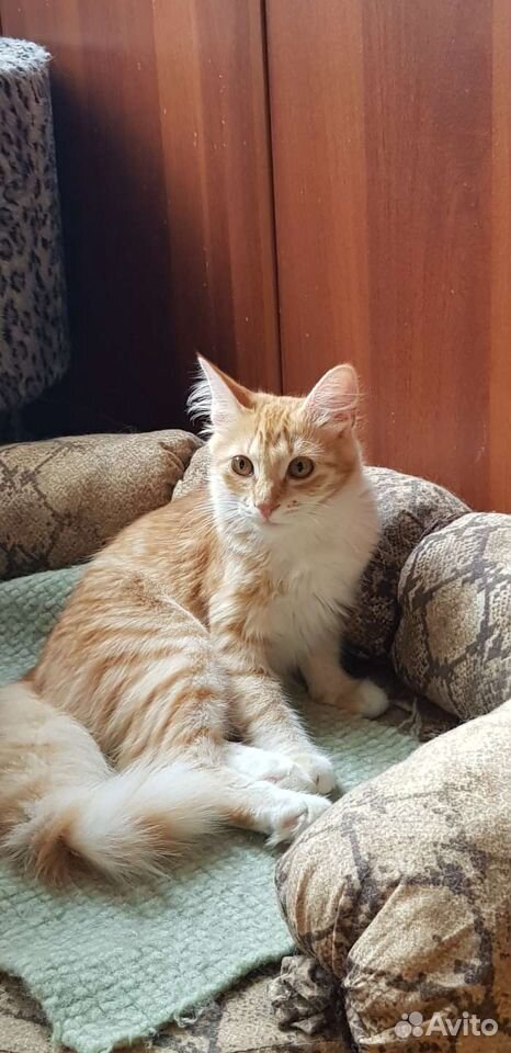 Котенок лесной норвежский рыжий мальчик 4мес приви