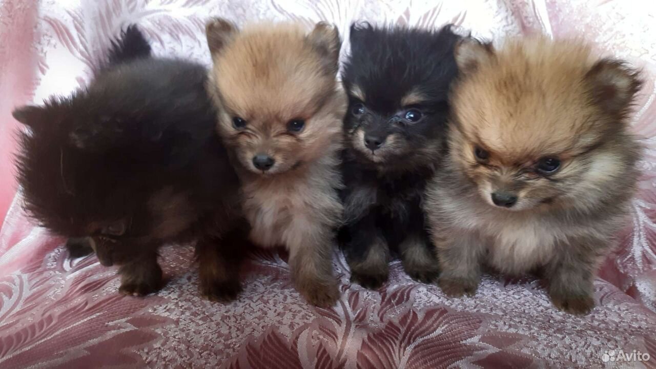 Милые лисички