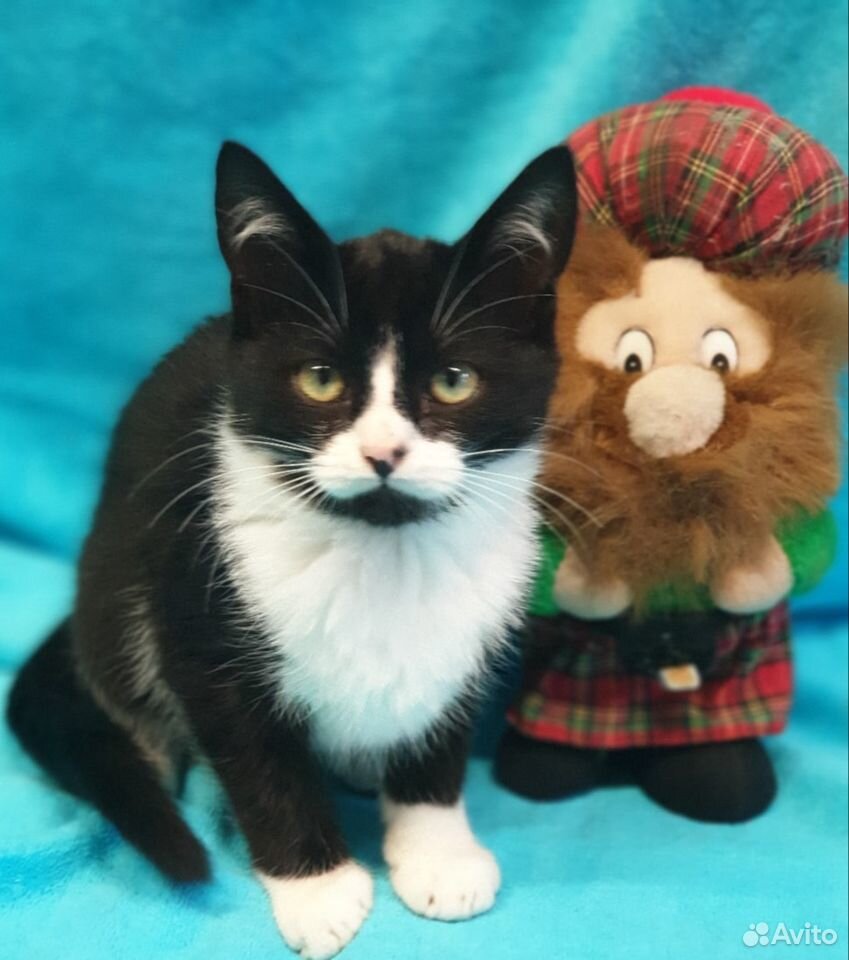 Великолепный Маркиз Люк