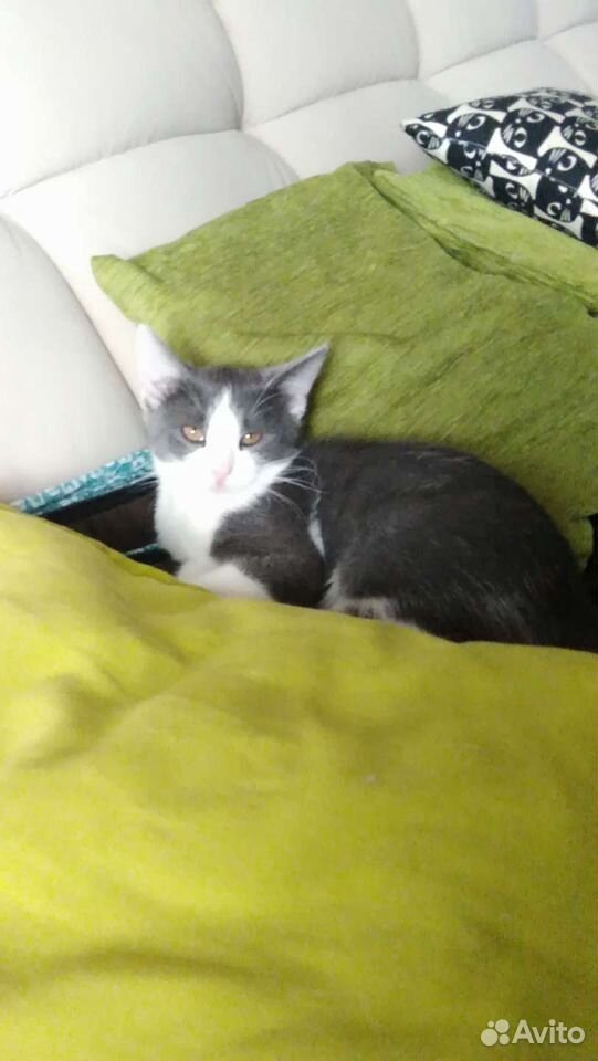 Котегок мальчик