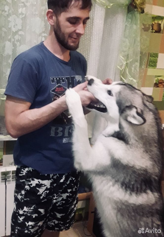 Аляскинский маламут