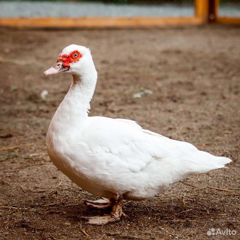 Утята индоутки